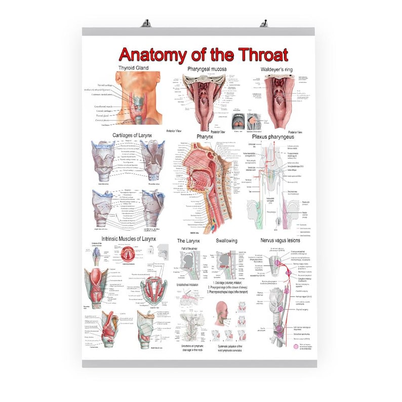 ENT Anatomy Poster Set – Ear, Throat, Nose Medical Charts - Etsy Australia