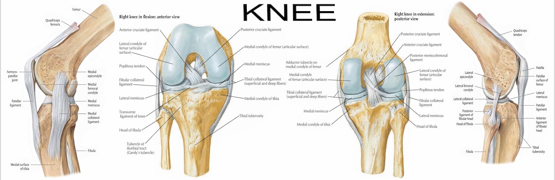 Ligaments of the Lower Limb: an Anatomical Overview Poster | Ready-to ...