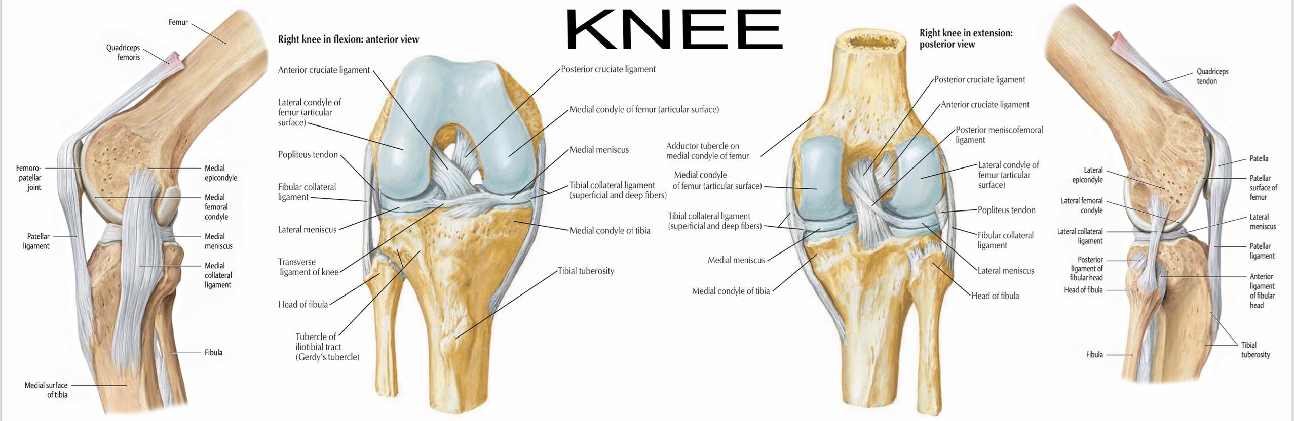 Ligaments of the Lower Limb Poster – Hip, Knee & Foot Anatomy Chart ...