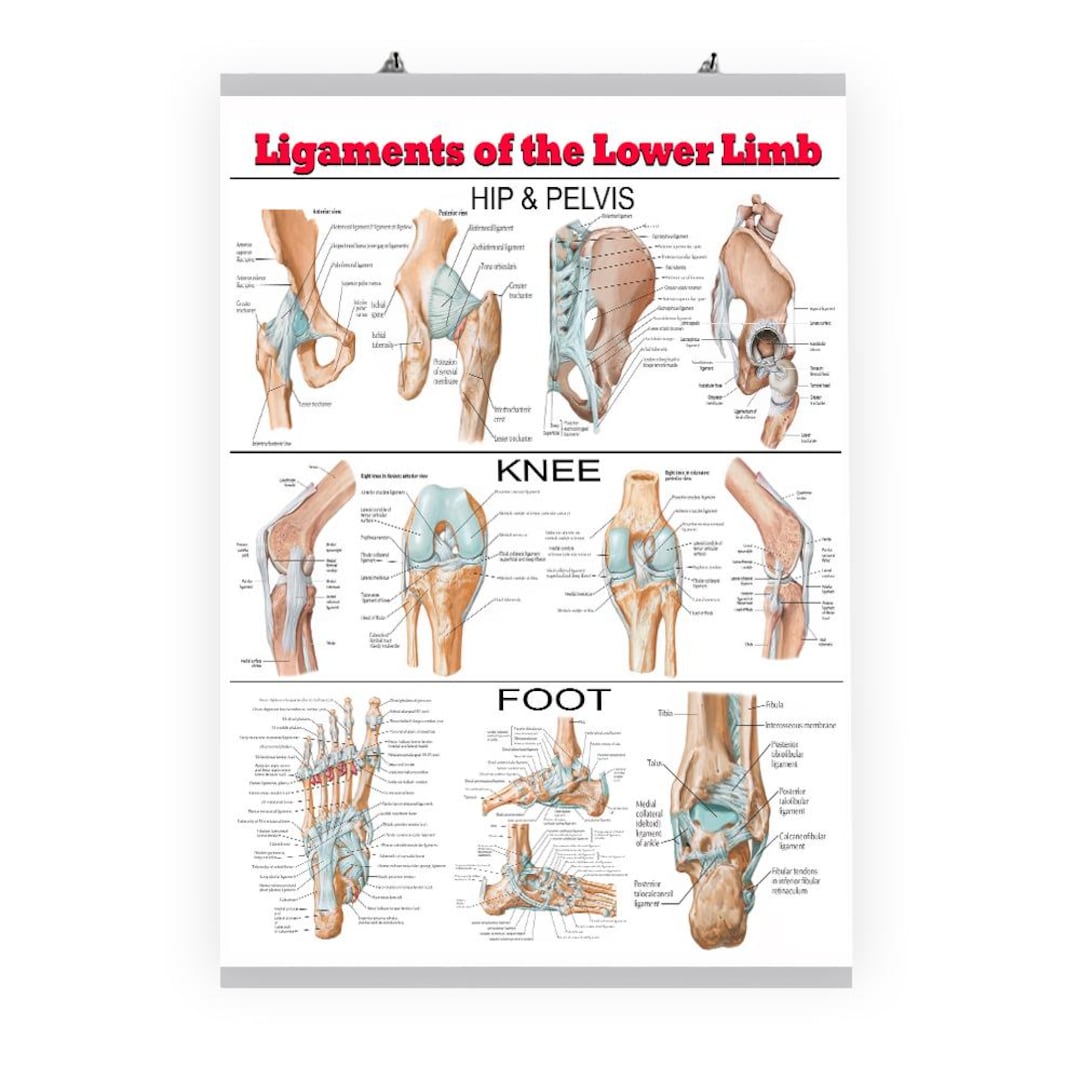Lower Limb Ligaments Anatomy Poster: Medical Education Decor - Etsy