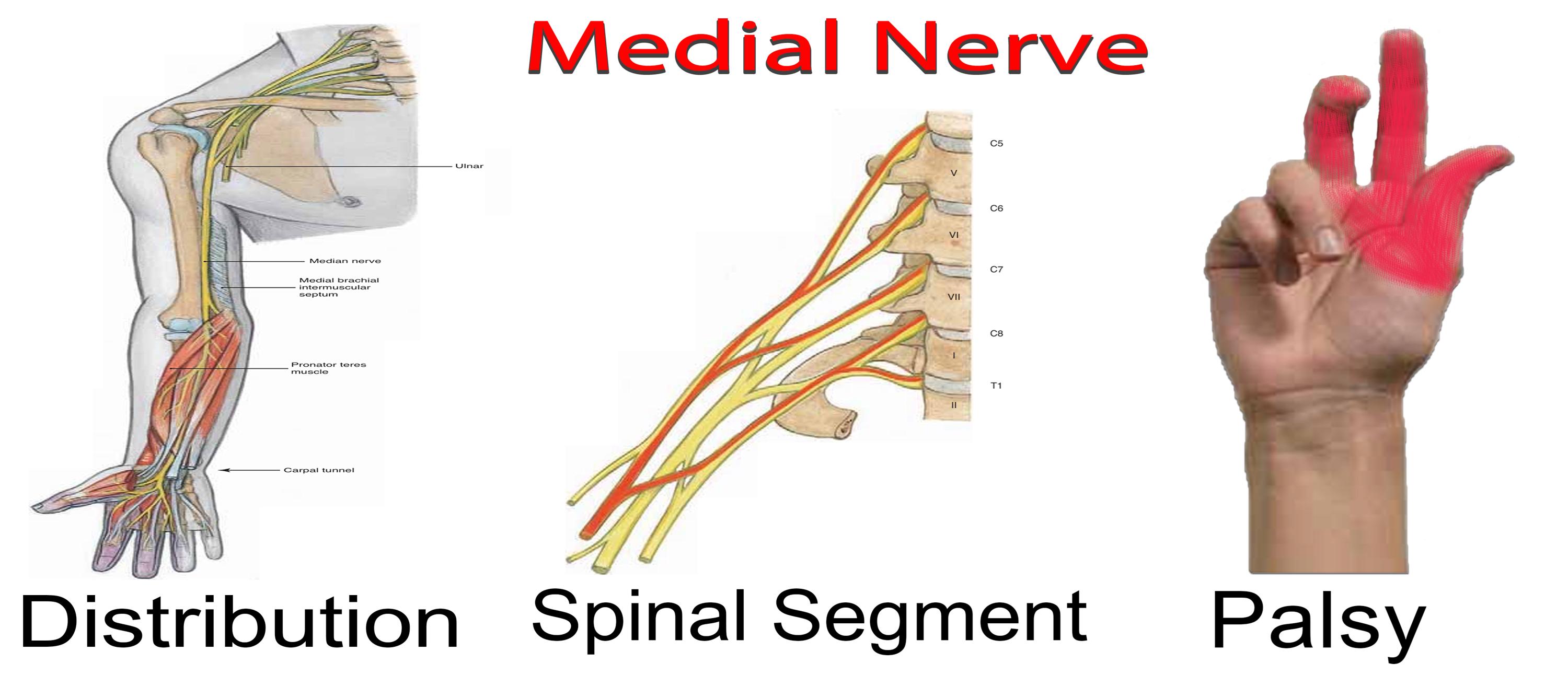 Nerves of the Arm: Distribution, Spinal Segment, and Palsy - High ...