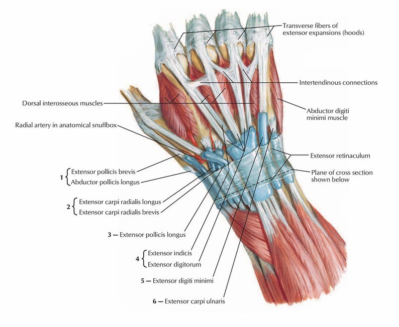 Retinacula Across the Body: an Anatomical Overview Poster | Ready to ...