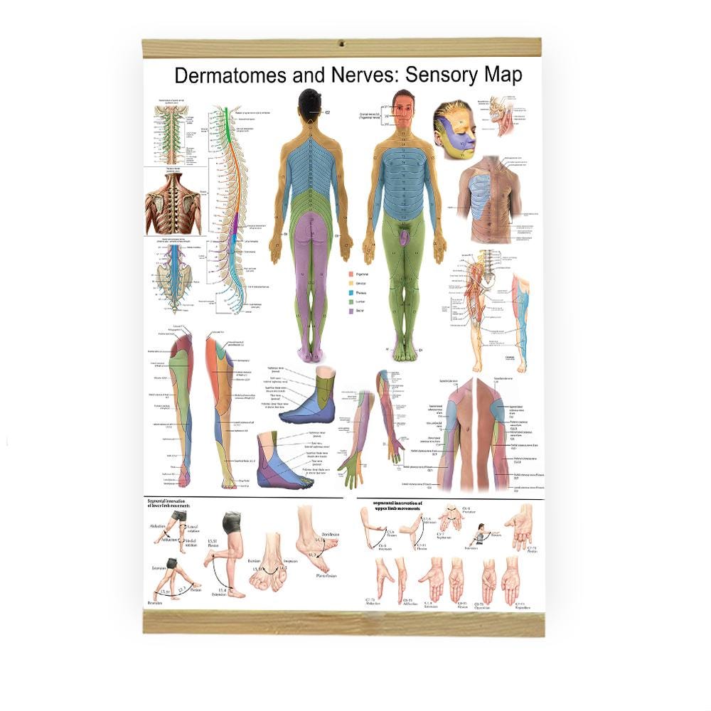 Dermatomes and Nerves Anatomy Poster: Neurology, Physiotherapy Wall ...
