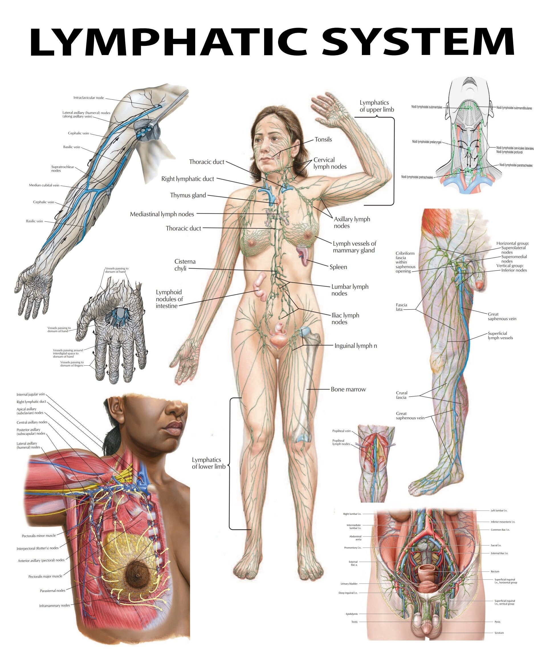 Modello Anatomico Del Linfonodo
