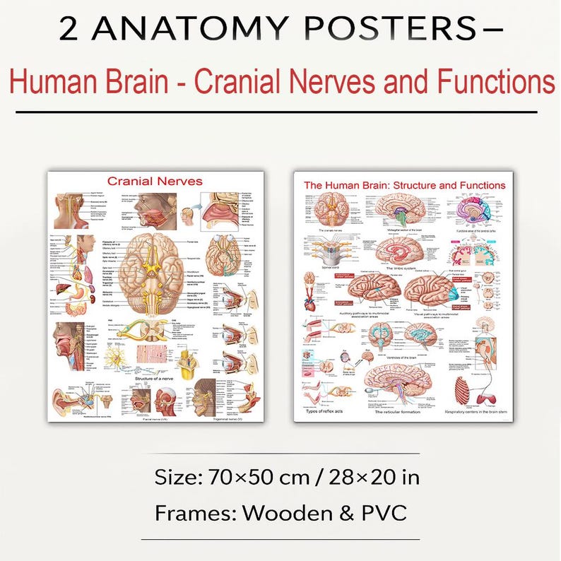 Cranial Nerves & Brain Anatomy Poster Set - for Medical Students - Etsy UK
