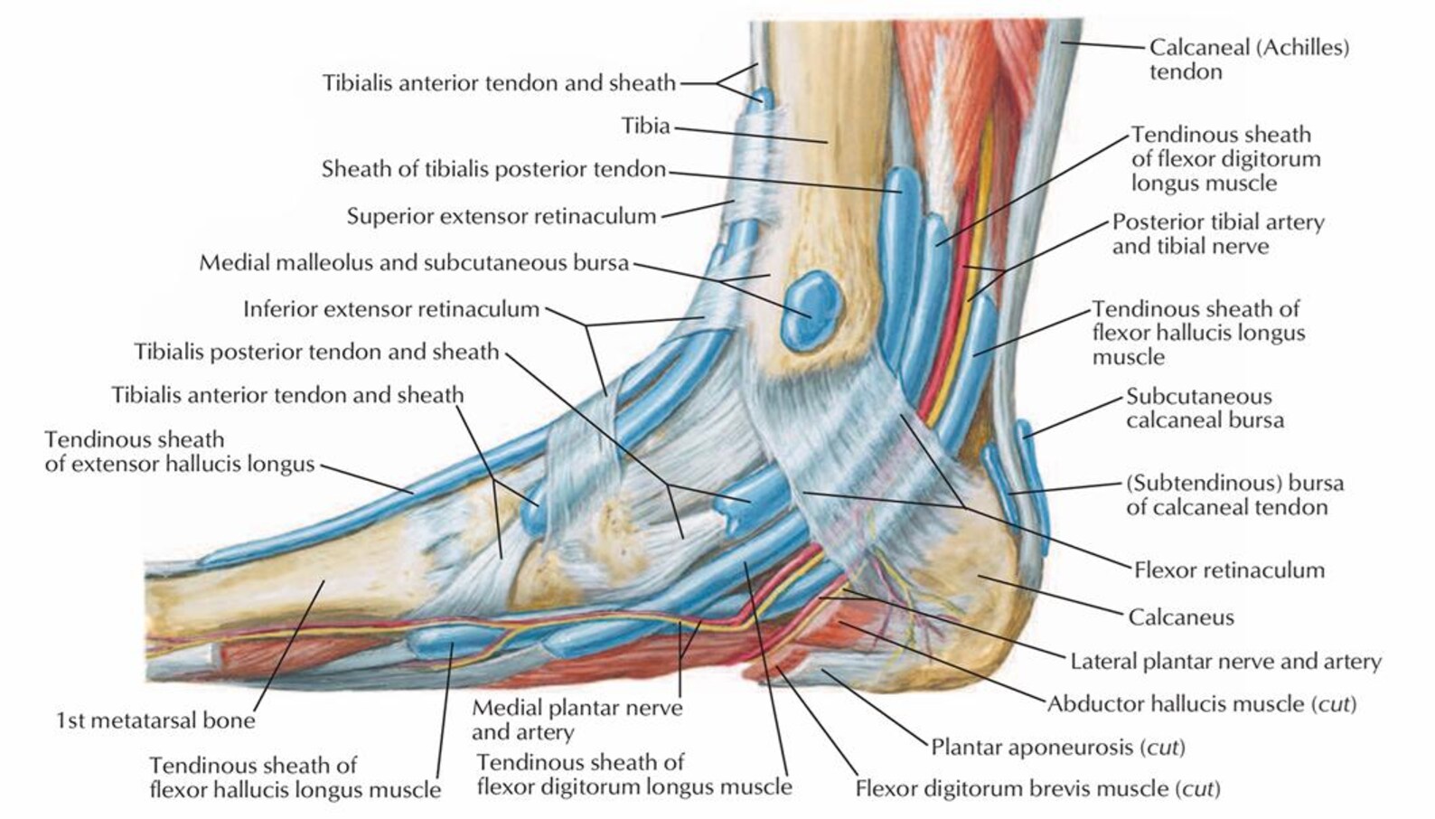 Retinacula Across the Body: an Anatomical Overview Poster | Ready to ...