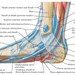 Retinacula Across the Body: an Anatomical Overview Poster | Ready to ...