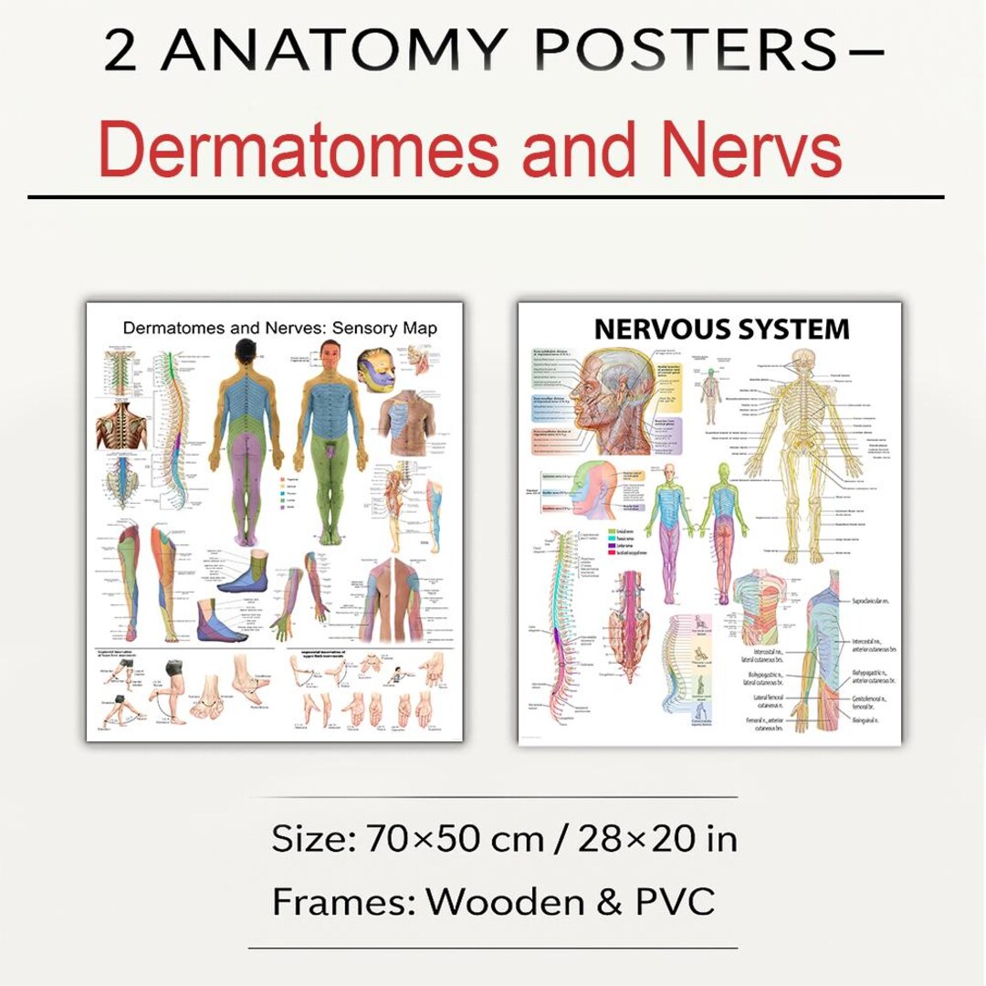 Dermatomes and Nervous System Poster Set: Neuroanatomy Educational ...