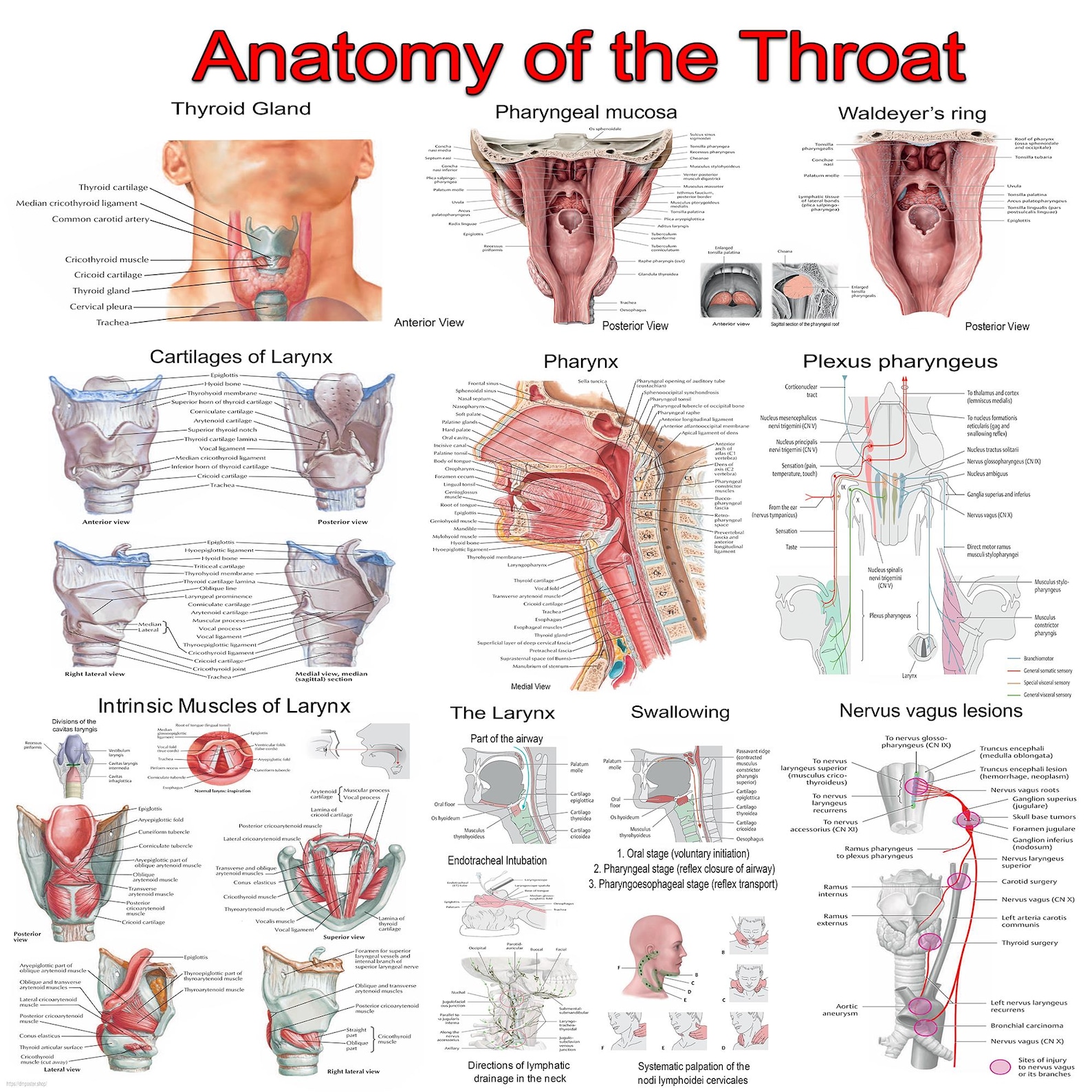 Anatomy of the Throat: Detailed Medical Poster | Instant Digital ...
