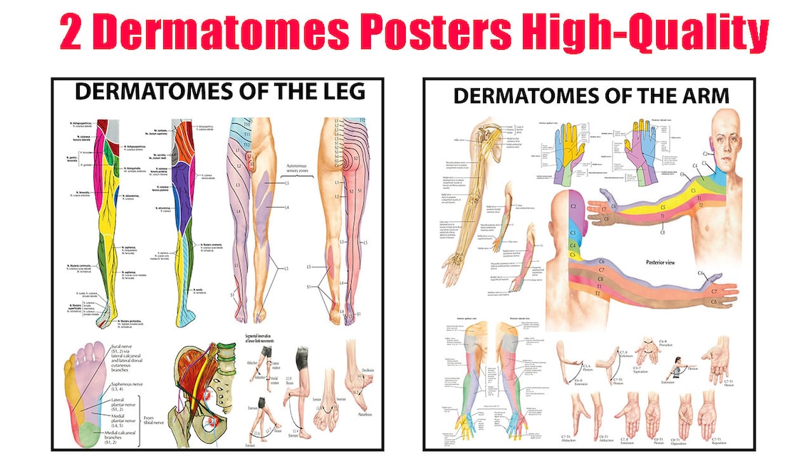 Arm & Leg Dermatomes: Mapping the Neurological Pathways PDF HQ FILES ...