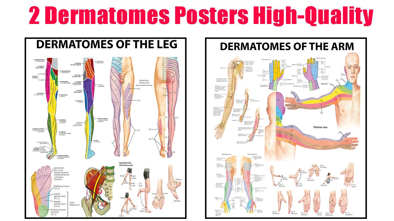 Lower Extremity Dermatomes Netter