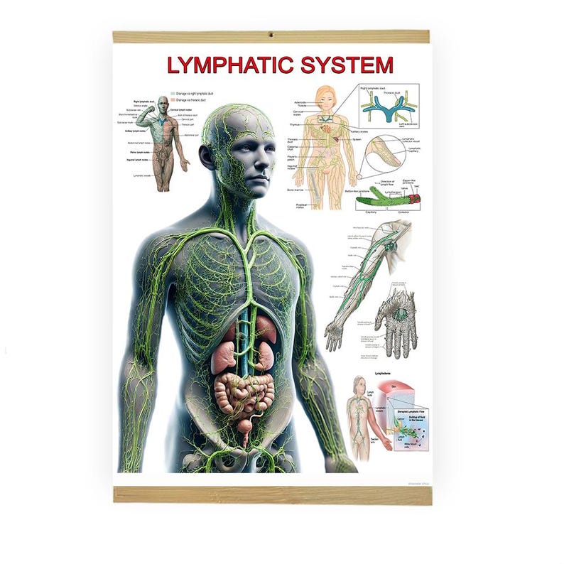 Lymphatic System Poster – Anatomy Chart for Physiotherapy, Lymphedema ...