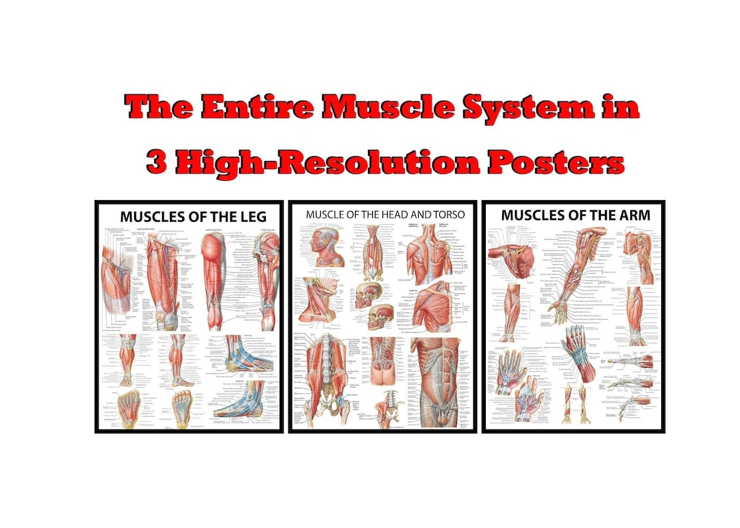 The Entire Muscle System: 3 High-resolution Posters | Ready to Print ...