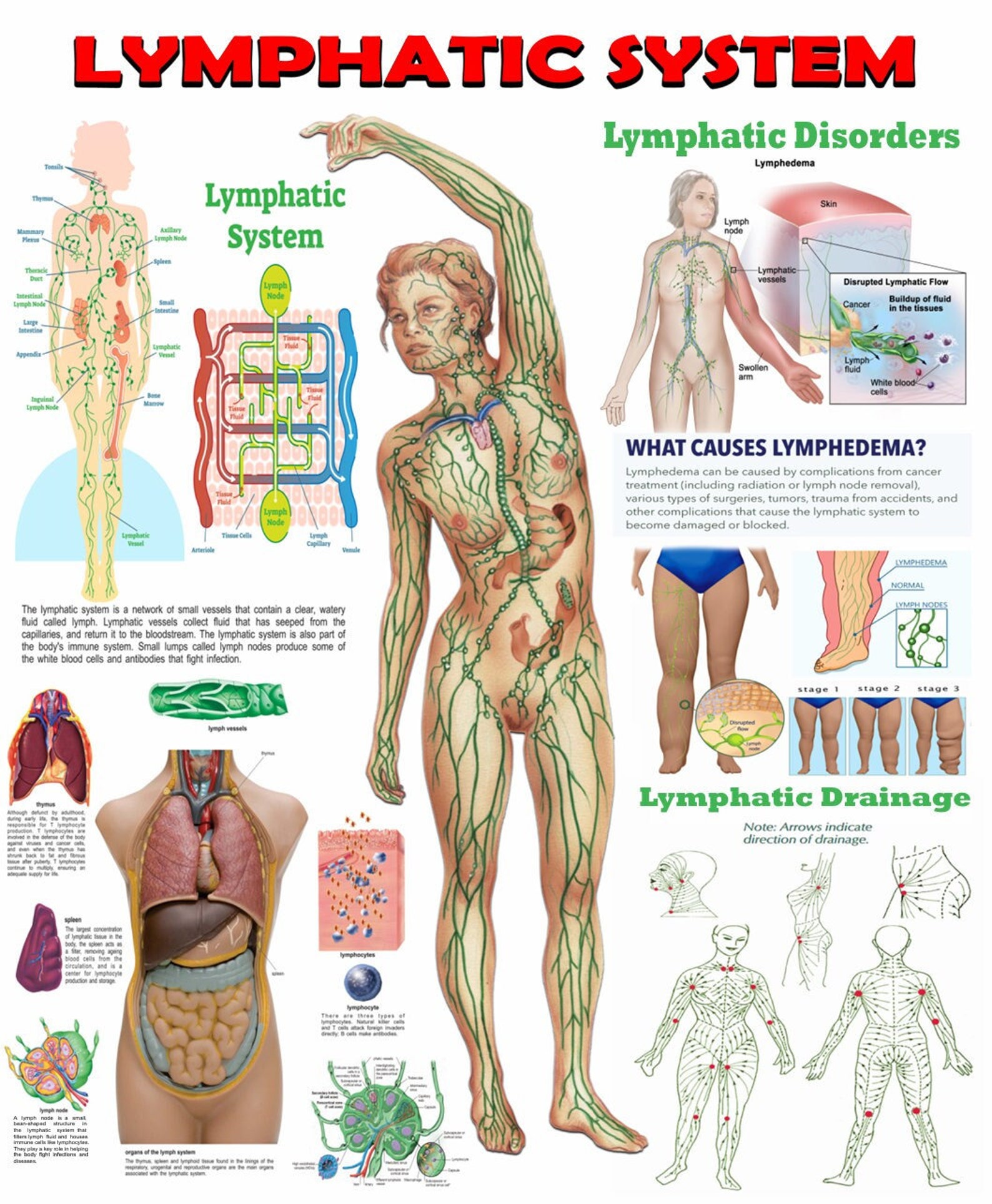 Lymphatic System Anatomy Poster High resolution PDF Ready to print