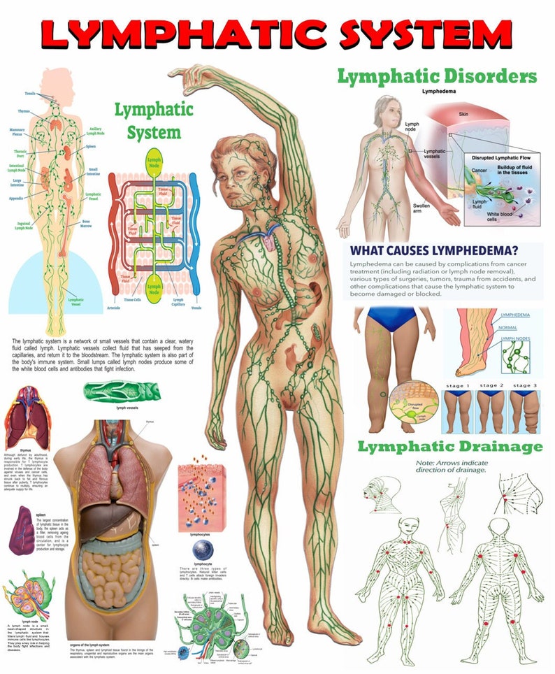 Lymphatic System Poster – Anatomy, Disorders & Drainage | Medical Chart (digital Download) - Etsy