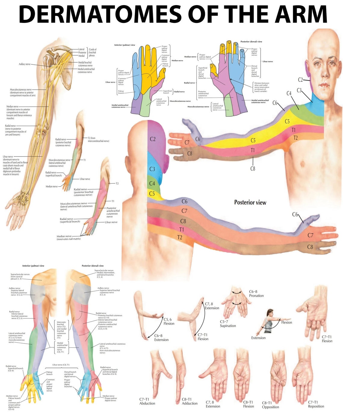 Arm & Leg Dermatomes: Mapping the Neurological Pathways PDF HQ FILES ...