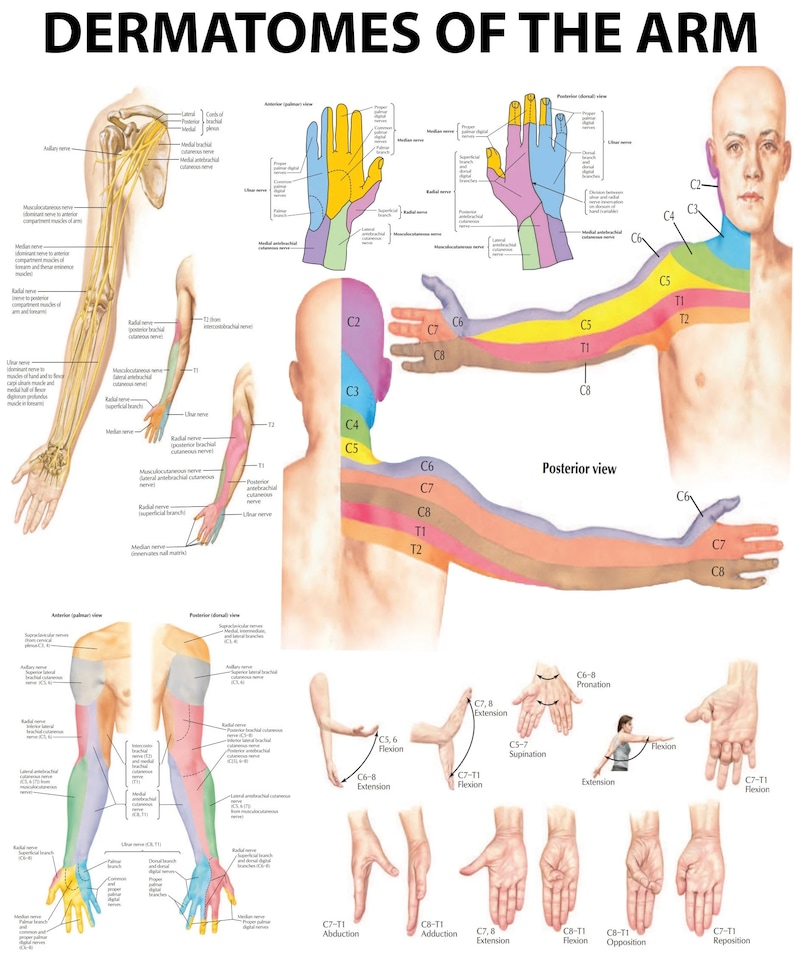 Arm & Leg Dermatomes: Mapping the Neurological Pathways PDF HQ FILES ...