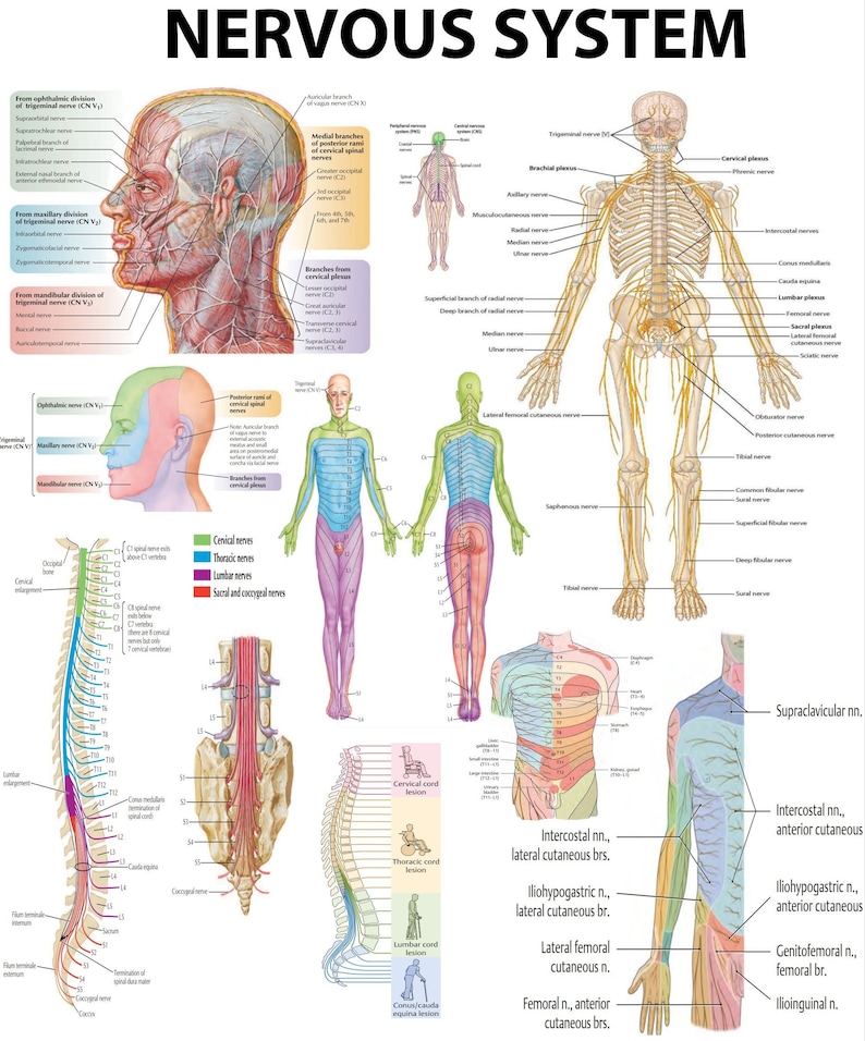 Anatomical Poster: Human Nervous System - Neural Pathways (high ...