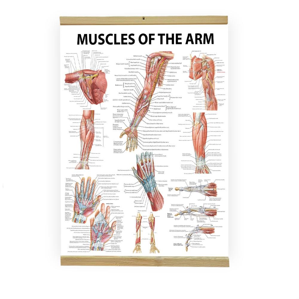 Human Muscles Of The Arm Poster Clinical Charts And Supplies
