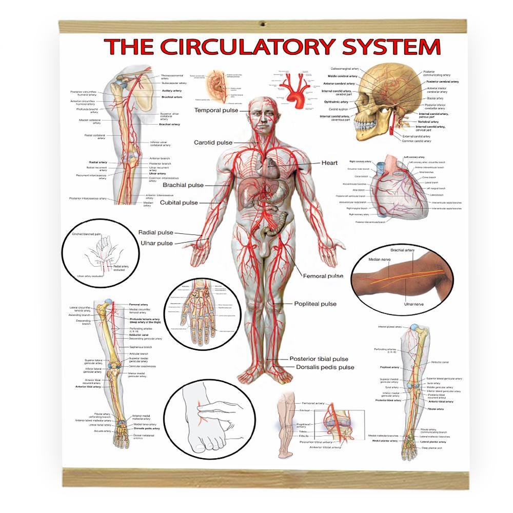 Circulatory System Anatomy Poster: Medical Wall Chart for Students ...