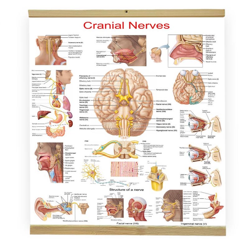 Cranial Nerves Anatomy Poster: Brain Nerve Pathways Chart for Students ...