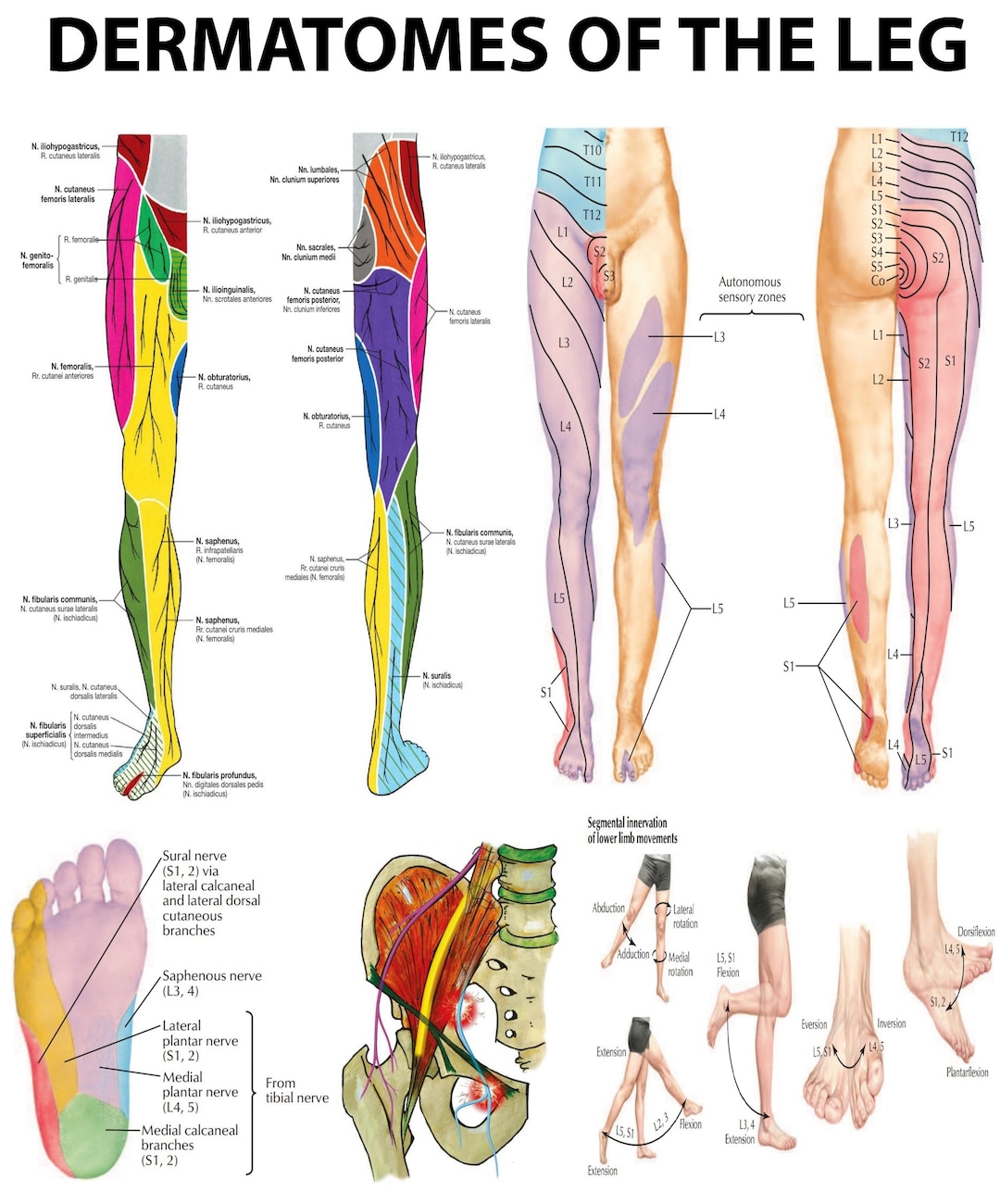 Leg Dermatomes: Mapping the Neurological Pathways High-resolution PDF Ready-to-print Poster - Etsy