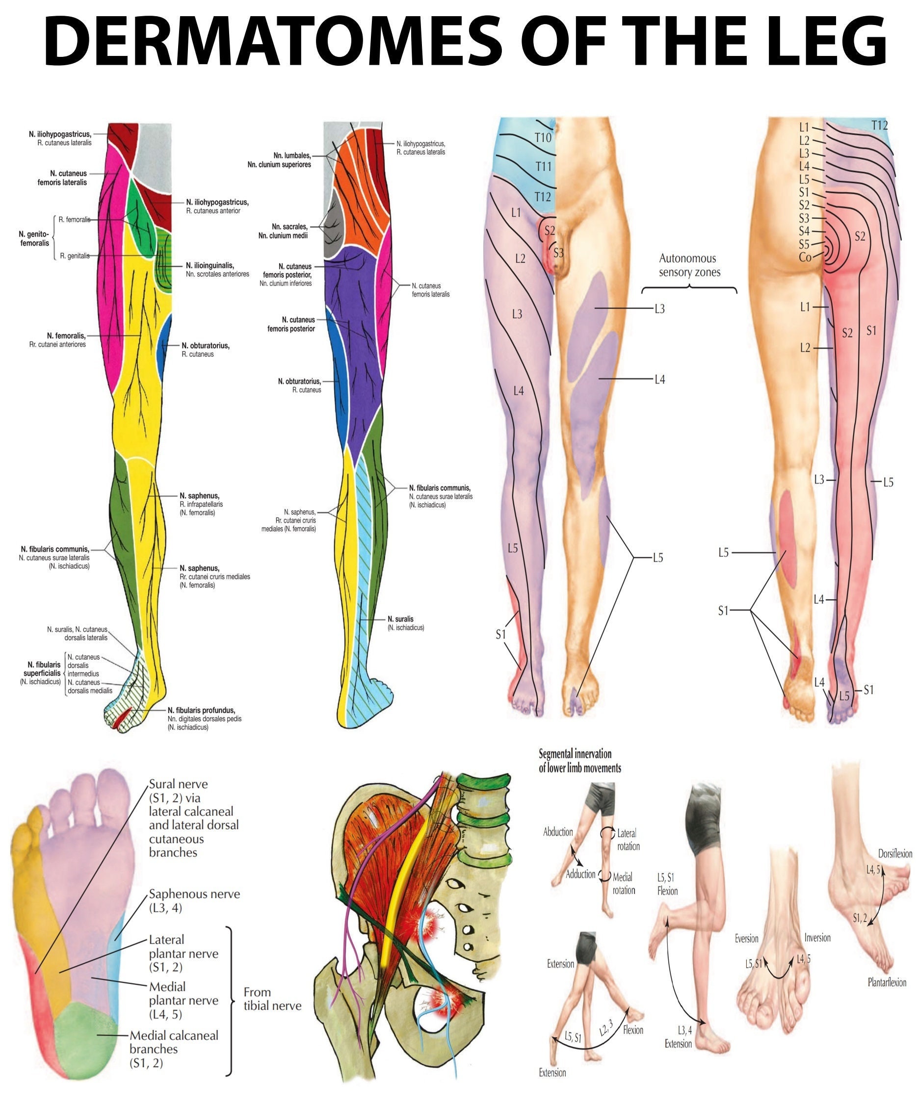 Leg Dermatomes: Mapping the Neurological Pathways High-resolution PDF Ready-to-print Poster - Etsy
