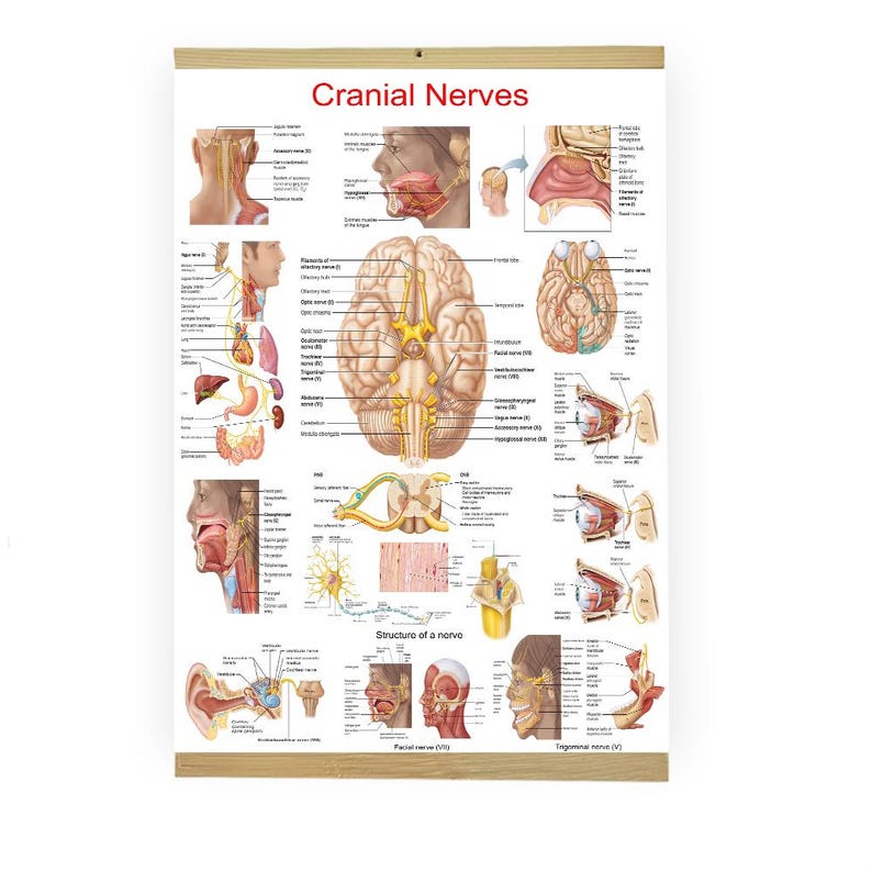 Cranial Nerves & Brain Anatomy Poster Set - for Medical Students - Etsy ...