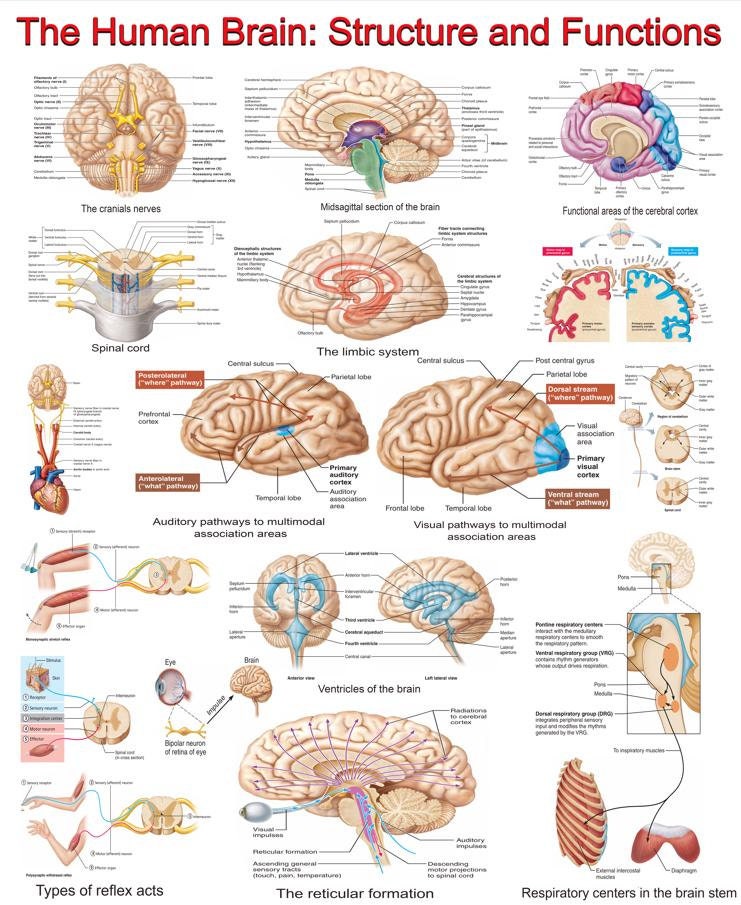 The Human Brain: A Comprehensive Visual Guide—high-resolution PDF | Ready-to-print Educational ...