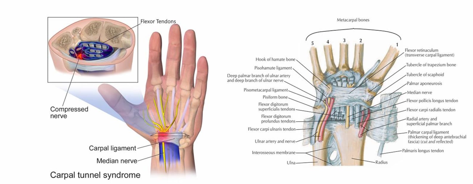 Retinacula Across the Body: an Anatomical Overview Poster | Ready to ...