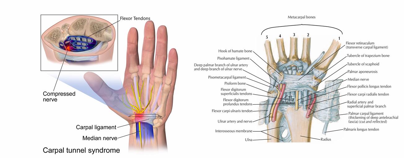 Retinacula Across the Body: an Anatomical Overview Poster | Ready to ...