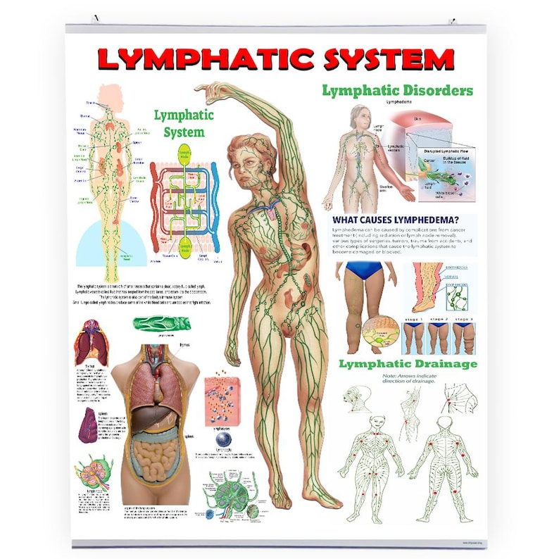 Lymphatic System Poster Set: Anatomy Charts for Physiotherapy (70x50 Cm ...