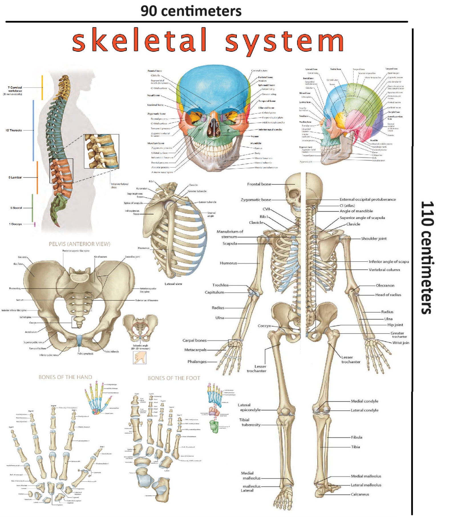 High-resolution Skeletal System Poster: Visual Guide (digital PDF) - Etsy