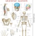High-resolution Skeletal System Poster: Visual Guide (digital PDF) - Etsy