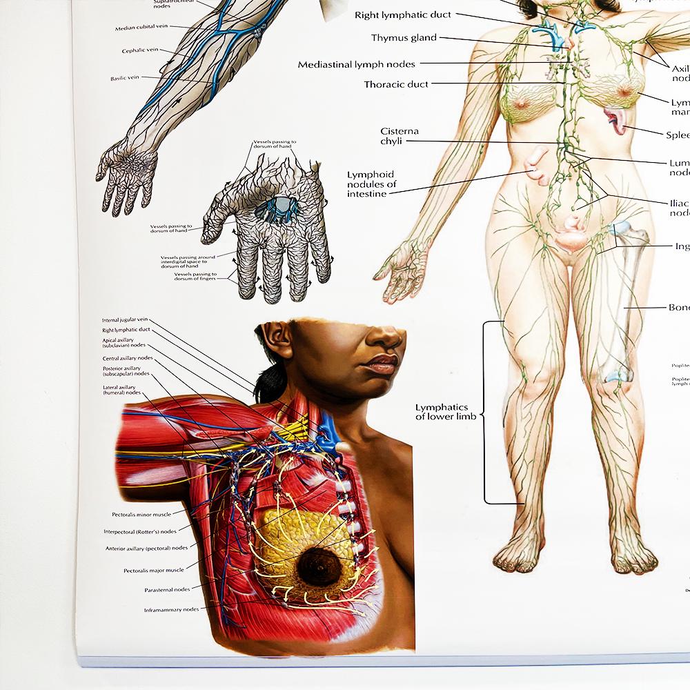 Lymphatic System Anatomy Poster: Educational Chart for Physiotherapy - Etsy