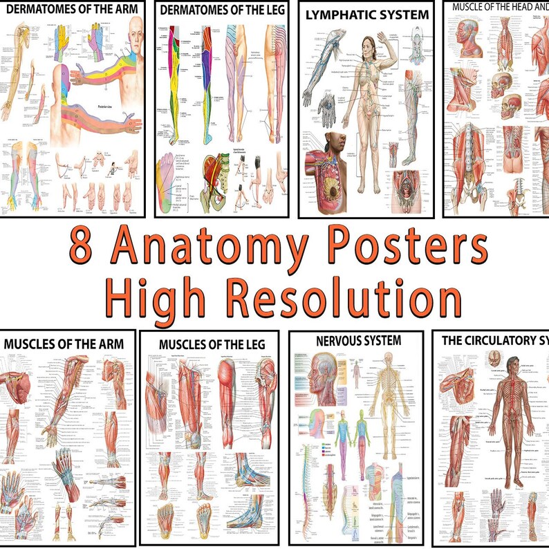 8 Anatomy Posters Collection for Printing -high Resolution 110:90 ...