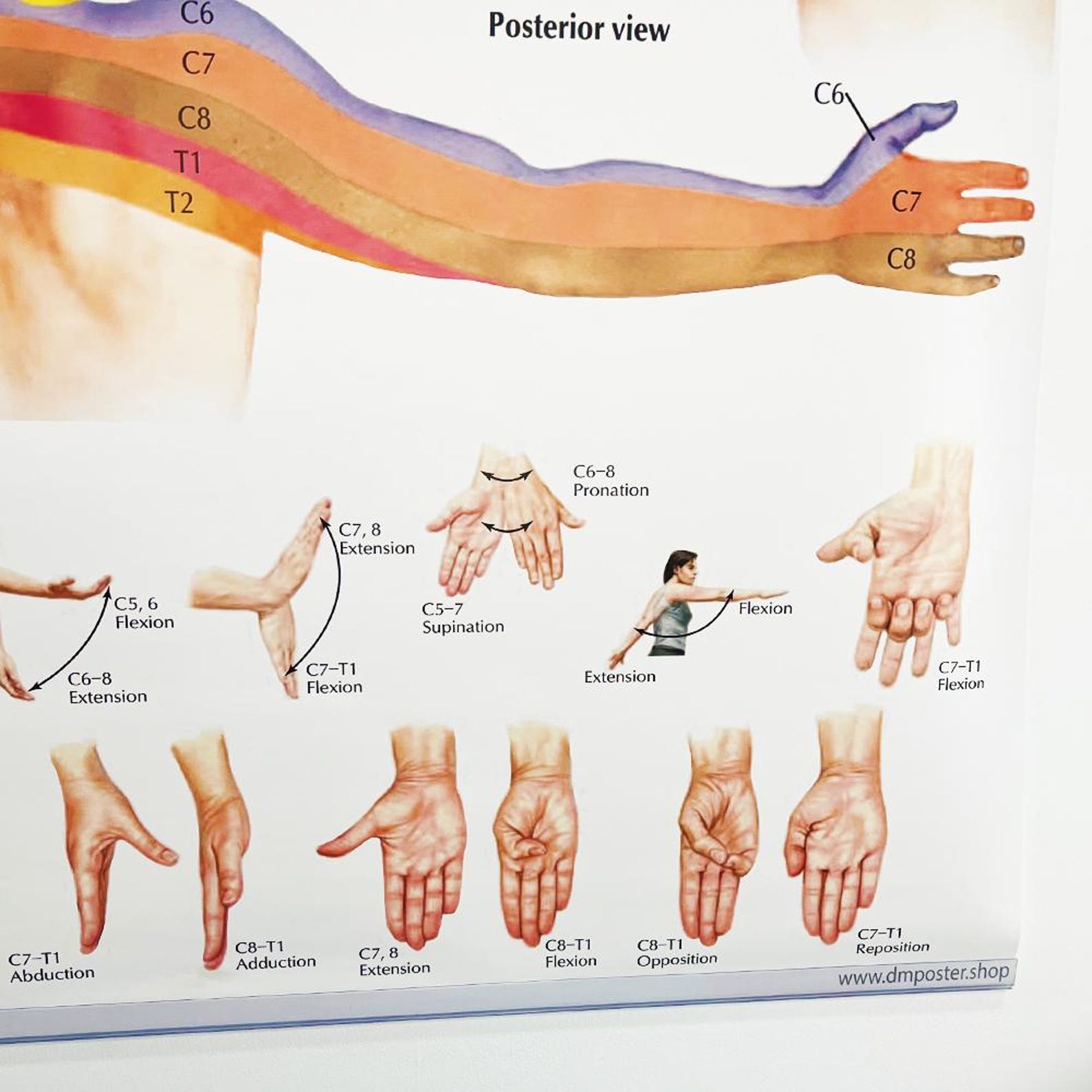 Dermatomes of the Arm Poster – Nerve Distribution Chart for Medical ...