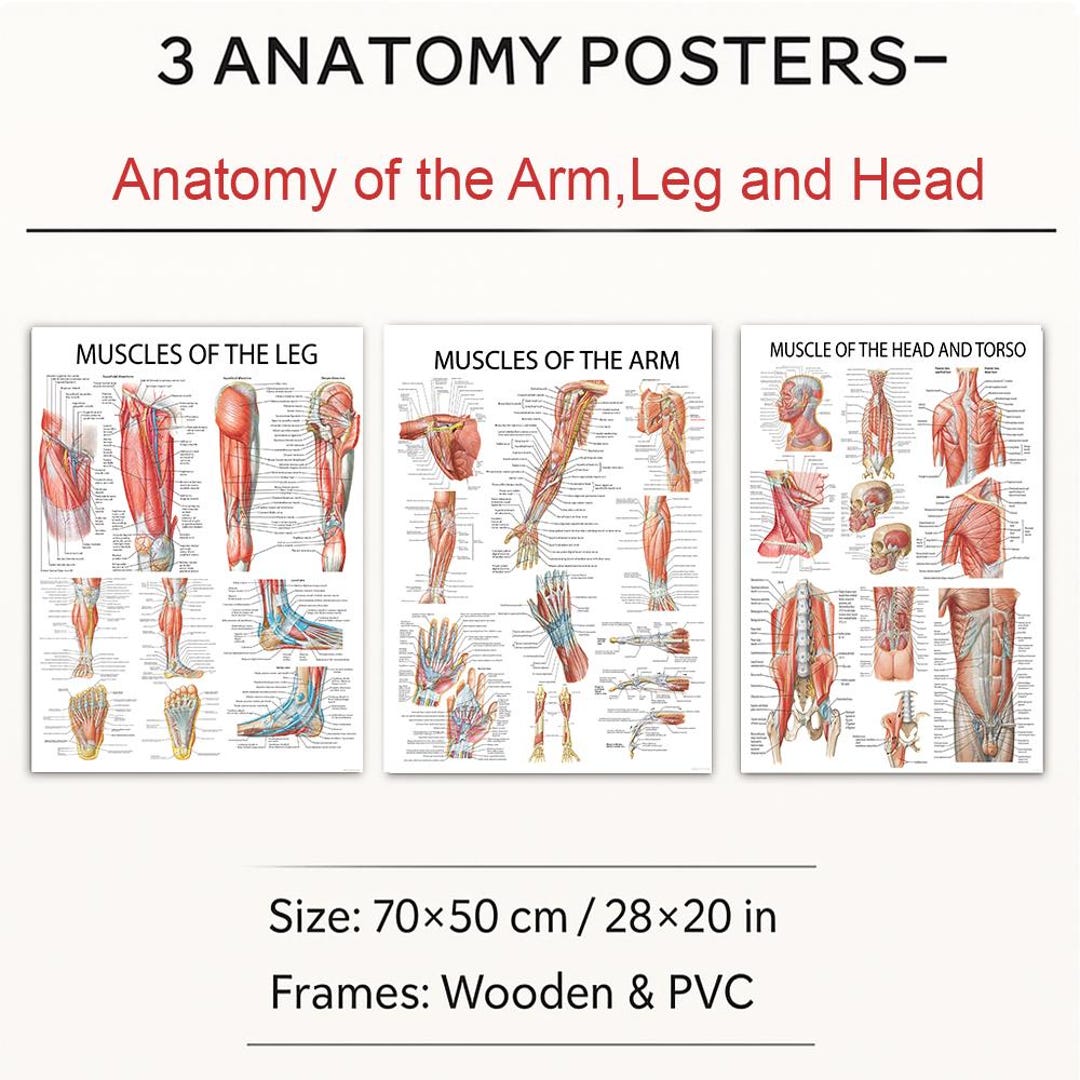 Anatomy Muscle Posters - Arm, Leg & Head - Medical Study - Etsy Australia