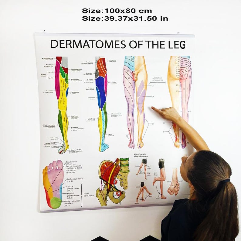 Leg Dermatomes Poster – Nerve Distribution Chart, Medical Anatomy Art - Etsy UK