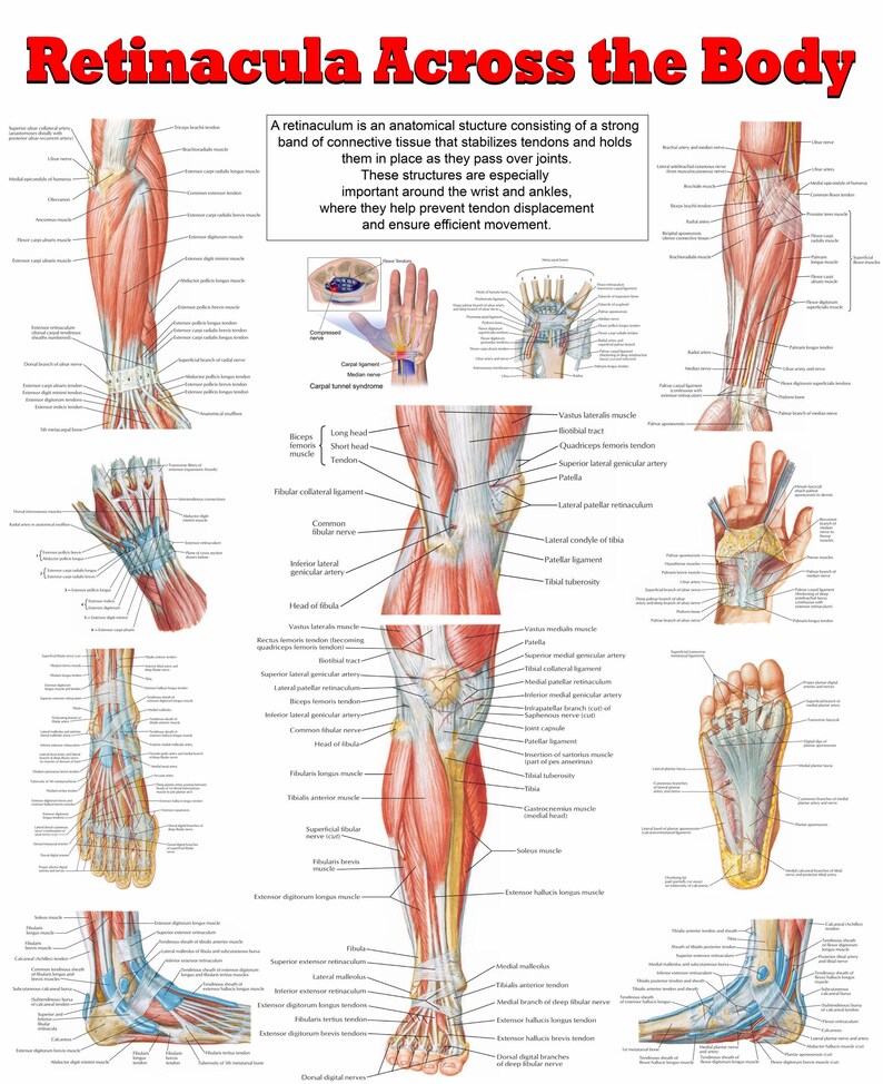Retinacula Across the Body: an Anatomical Overview Poster Ready to ...