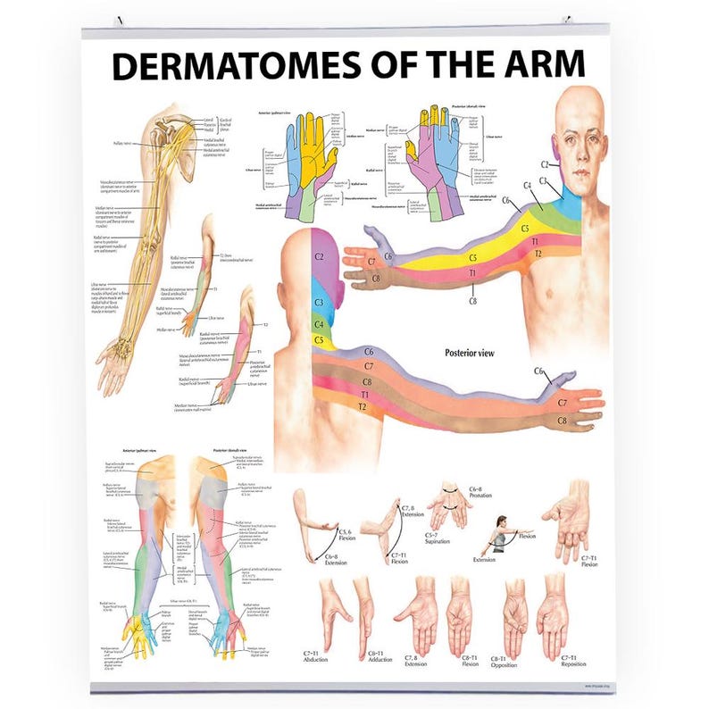 Dermatomes of the Arm Poster – Nerve Map, Anatomy Art - Etsy UK
