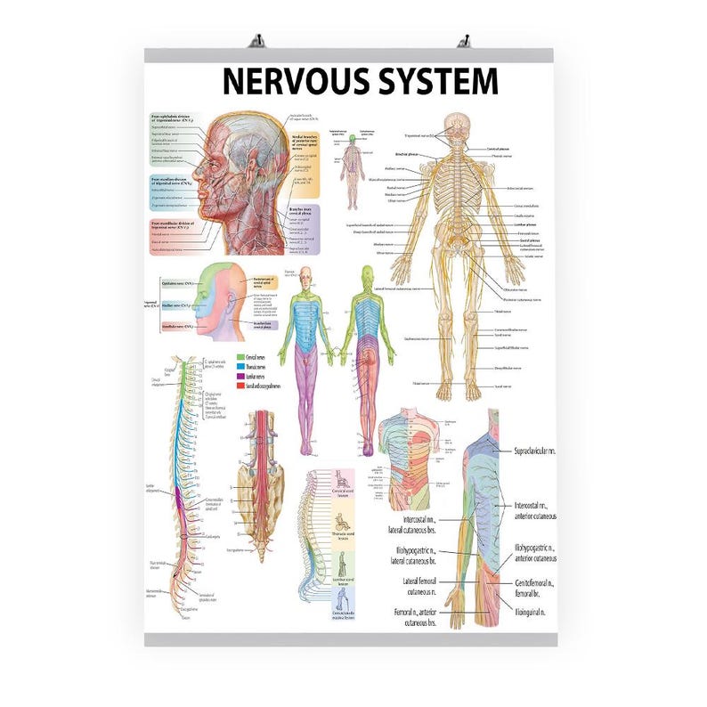 Dermatomes and Nervous System Poster Set: Neuroanatomy Educational ...