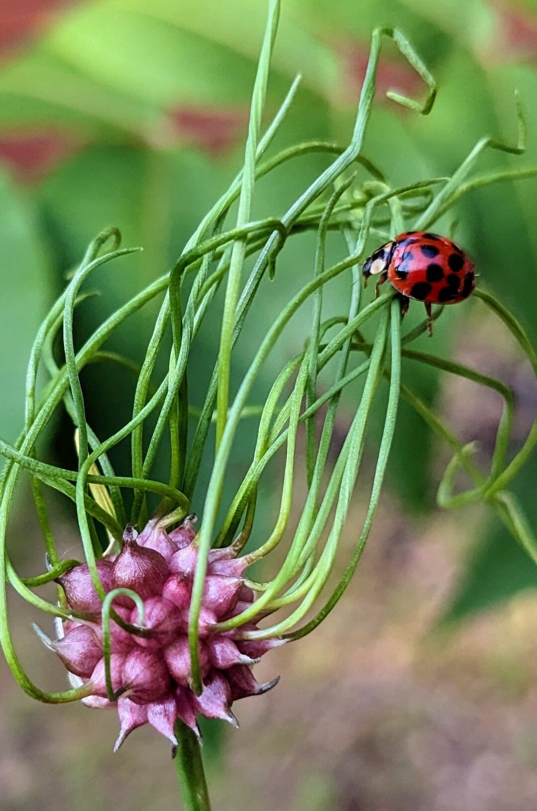 Lady Bug Garlic, Nature Photography, Lady Bug Picnic - Etsy