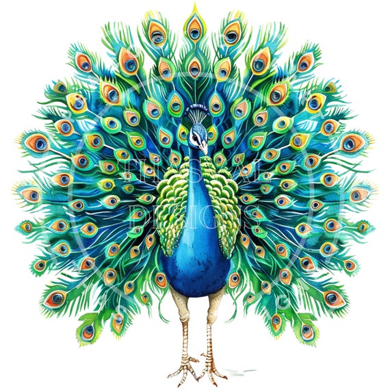 Peacock Bird Clip Art Peacock Clipart Photos, Images & Pictures