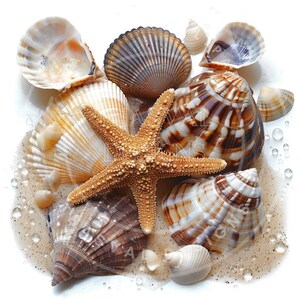 Sea Shells Clipart Set-2, 10 High-quality Pngs, Beach Clipart, Seashell ...