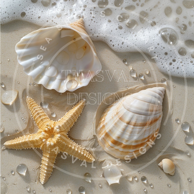 Sea Shells Clipart Set-2, 10 High-quality Pngs, Beach Clipart, Seashell ...