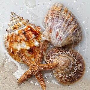 Sea Shells Clipart Set-2, 10 High-quality Pngs, Beach Clipart, Seashell ...