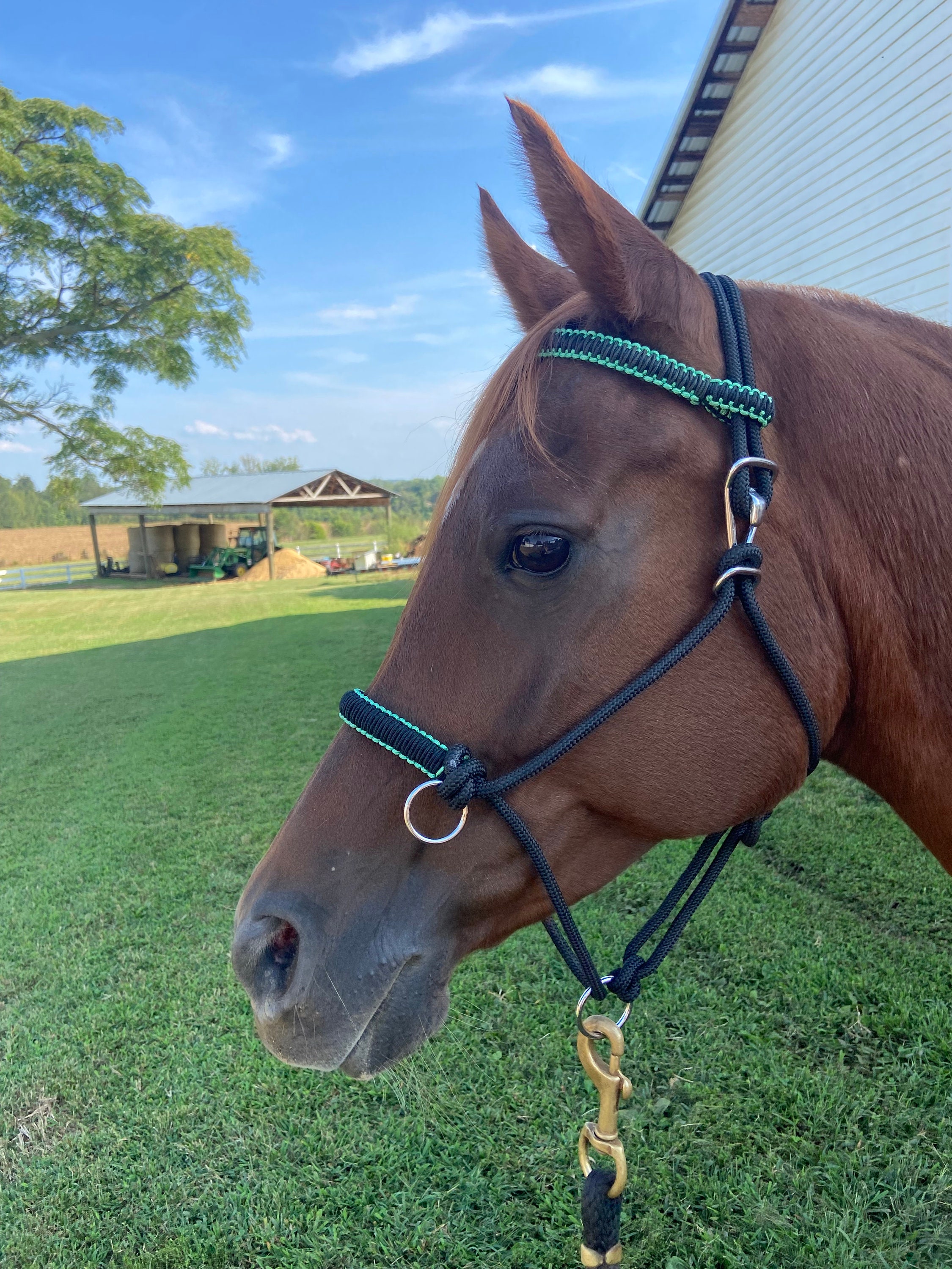 Paracord Bit-less Bridle/halter - Etsy