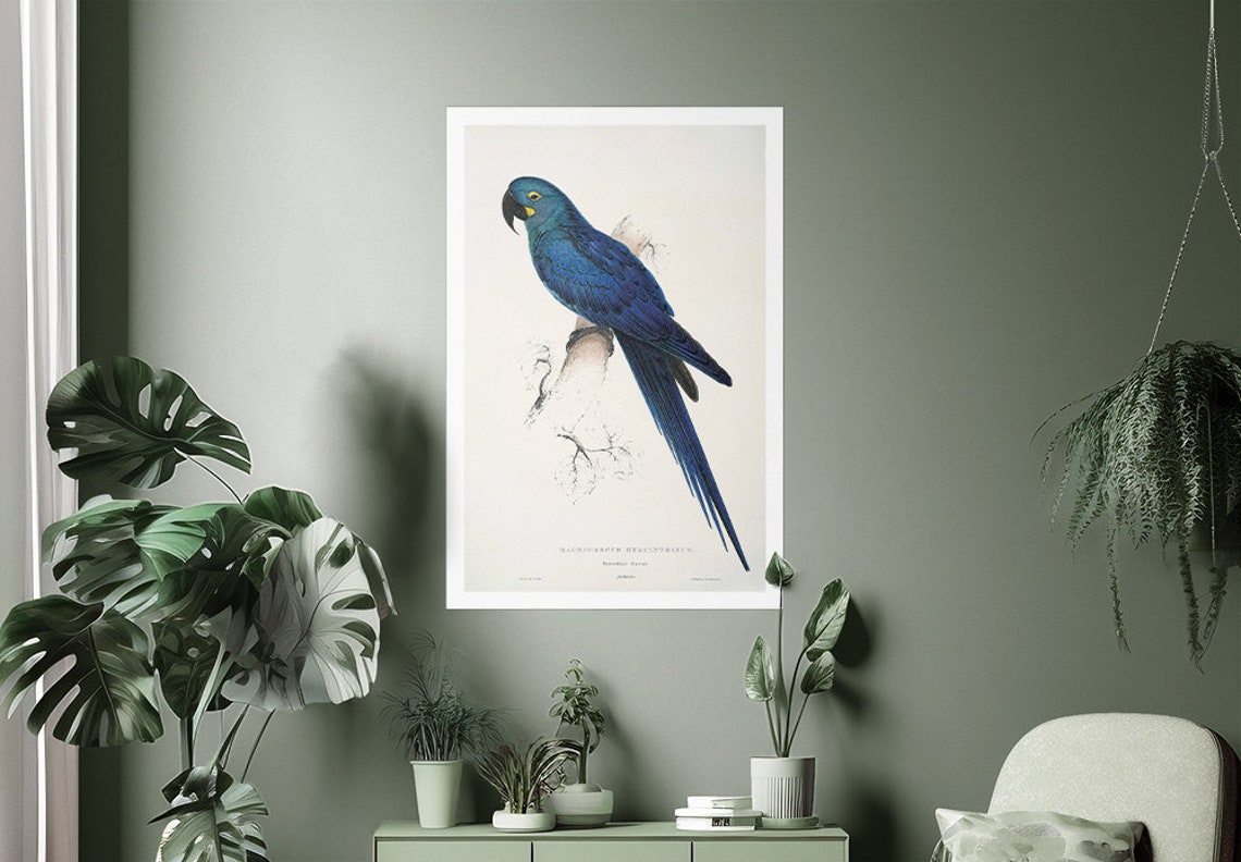 Reproduction Print of Hyacinth Macaw Parrot by Edward Lear - Etsy