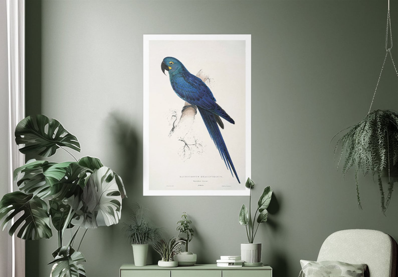 Reproduction Print of Hyacinth Macaw Parrot by Edward Lear - Etsy